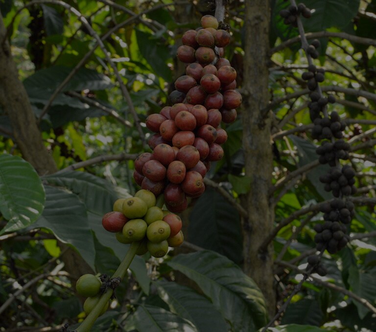 The Ujana Coffee Project in Uganda with NGO Sawa World | Lavazza